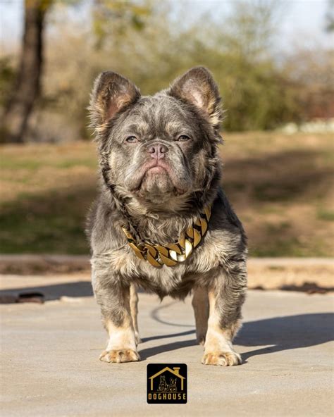 Fluffy French Bulldog History Dna Size Grooming And More