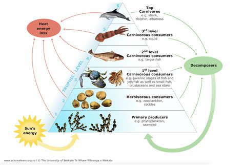 Marine Trophic Pyramid — Science Learning Hub