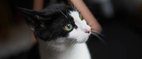 150 Tuxedo Cat Names For Your Truly Dapper Kitty