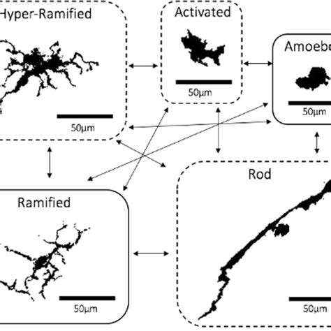 M Francesca Cordeiro Chair Mbbs Phd Mrcp Frcophth Icl London