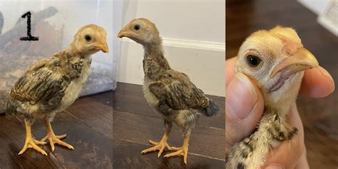 Sexing 3 Week Old Chicks Rbackyardchickens