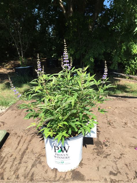 Locate And Find Wholesale Plants