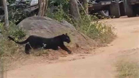 Let Us Save The Black Tiger That Has Surfaced From Yala… Sri Lanka