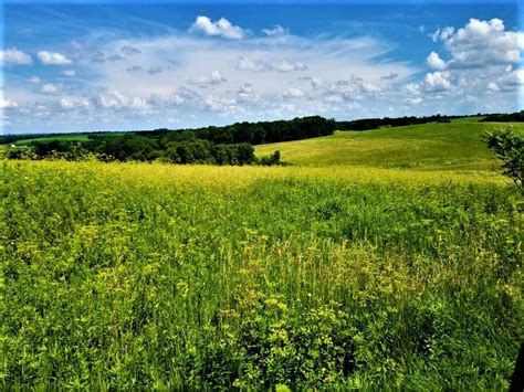 Wild Parsnip Guide To Identification Treatment And Control Growit