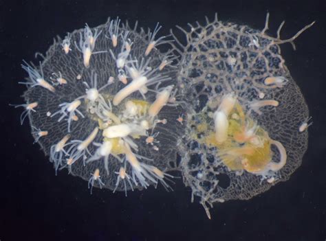 When Incompatible Hydractinia Image Eurekalert Science News Releases