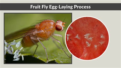Fruit Fly Eggs Identification Life Cycle And Control