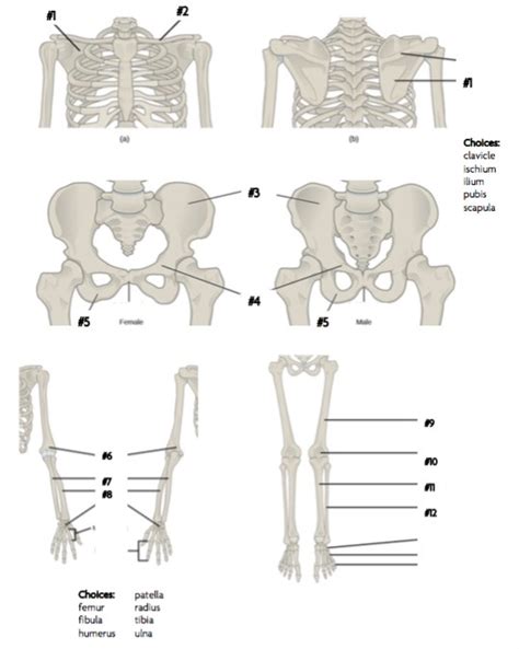 Biology Exam 1 Diagram Quizlet