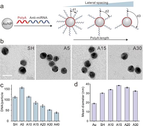 Characterization Of Polya‐snas With Varied Polya Lengths A Schematic