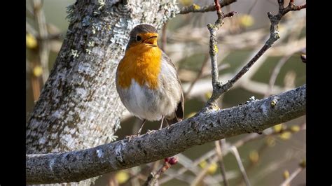 Rödhake/European robin - YouTube