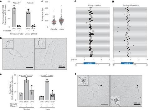 Abida Bibi On Linkedin Direct Visualization Of Transcription