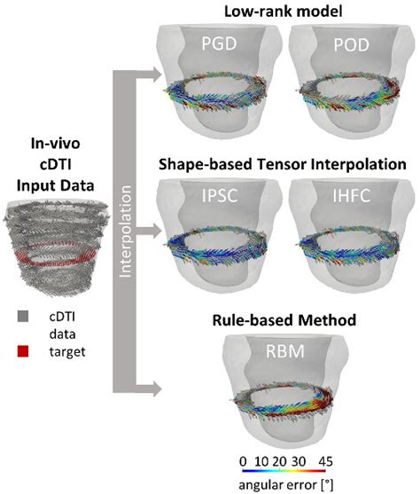 Comparison Of Interpolation Methods Of Predominant Cardiomyocyte Orientation From In Vivo And Ex