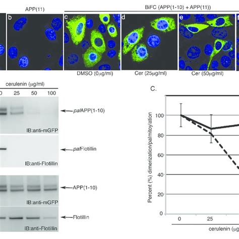 Bimolecular Fluorescence Complementation Bifc Assay Detects App