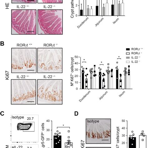 Differential Regulation Of Crypt Proliferation And Stem Cell