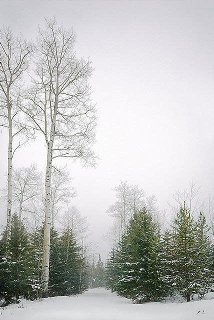 Pin By Suzi K On ~december~ Winter Landscape Winter Scenery Winter