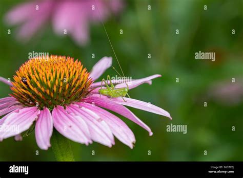 Common Meadow Katydid Nymph On Purple Coneflower Insect And Wildlife