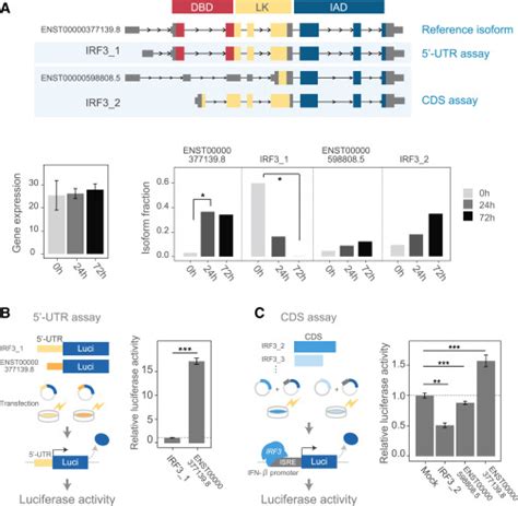 Functional And Dynamic Profiling Of Transcript Isoforms Reveals Essential Roles Of Alternative