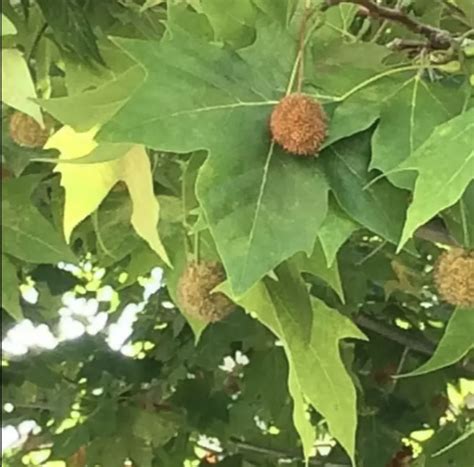 Sadnice Platana Rasadnikvrt Rs