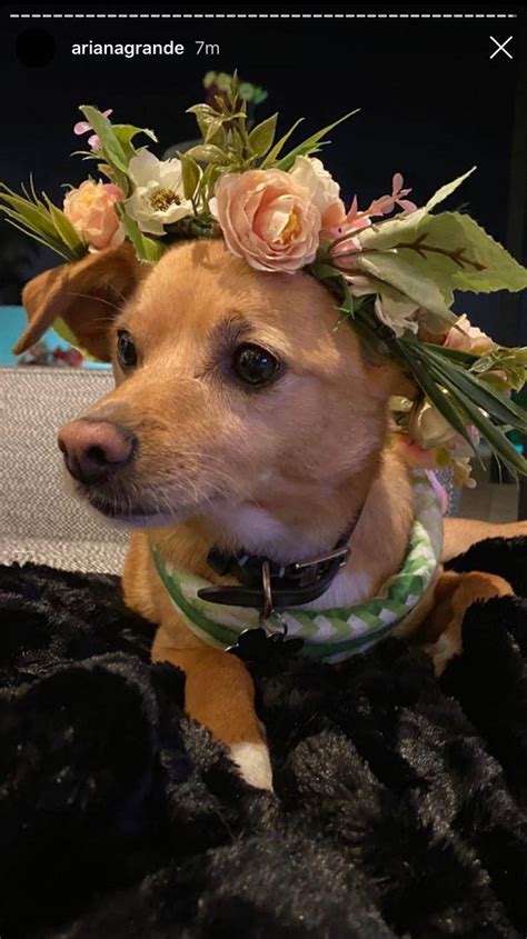 This Is Too Cute From Ari Scrolller