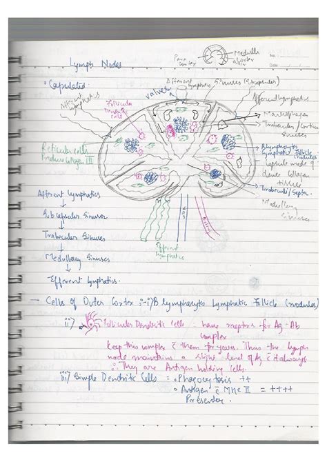 SOLUTION Lymph Nodes Converted Studypool