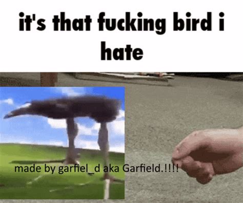 Its That Bird I Hate  Its That Bird I Hate Discover And Share S