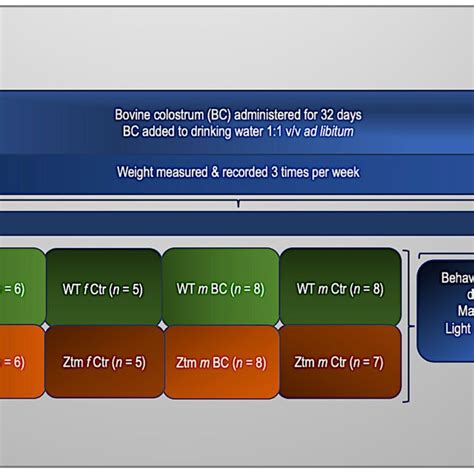 Experimental Timeline And Flowchart Wt And Ztm Mice In Separate Cages