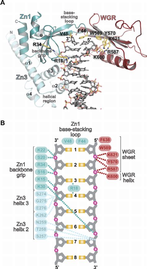 Parp 1 Forms A Multi Domain Dna Binding Interface Download Scientific Diagram