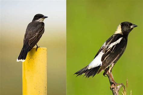 10 Small Black Birds With White Tail Feathers Bird Feeder Hub