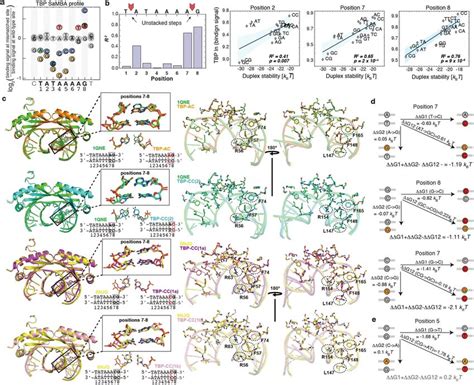 The Effects Of Mismatches On Tbp Dna Binding A Mismatch Profile For Download Scientific