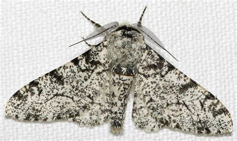 Peppered Moth Evolution Alchetron The Free Social Encyclopedia