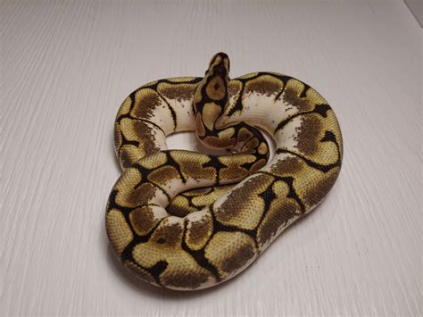 Calico Spider Ball Python By Sas Reptiles Morphmarket