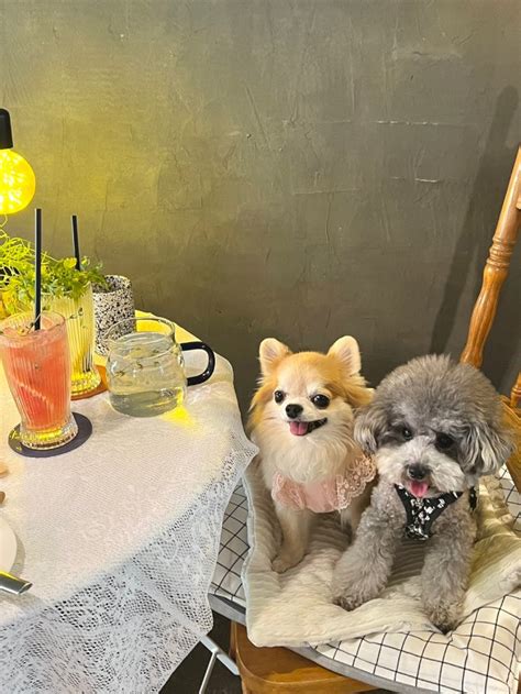 반려생활 일산 애견동반 프랑스 가정식 맛집 카페드브런치