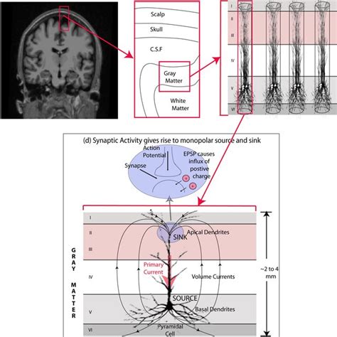 1 Forward And Inverse Problem In Eegmeg Download Scientific Diagram