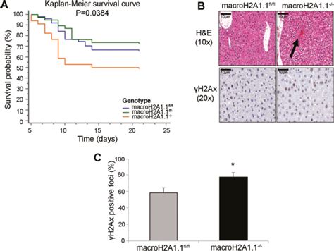 Histone Variant Macroh2a1 1 Enhances Nonhomologous End Joining Dependent Dna Double Strand Break