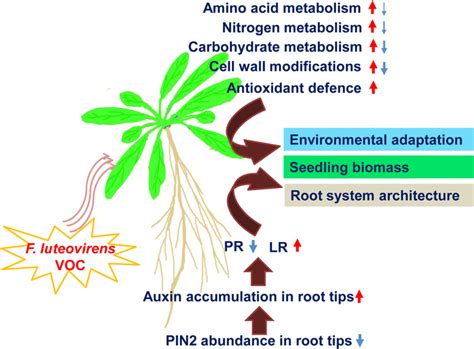 F. luteovirens VOCs affect the growth of Arabidopsis seedlings by ...