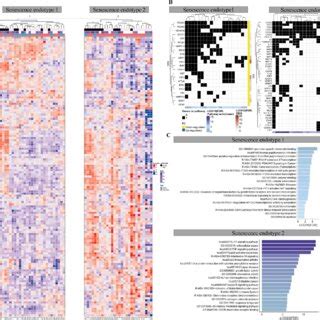 Unsupervised Hierarchical Clustering A Heatmap Of The Two Senescence