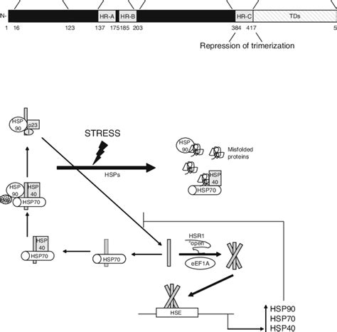 Hsf1 Structure And Stress Induced Activation Model A Structural