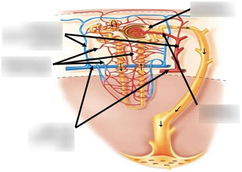 Diagram Of Urinary System Lab Diagram 10 Quizlet