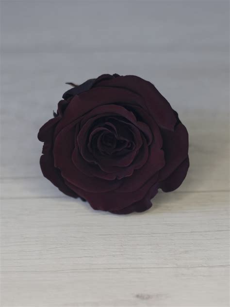 Троянда стабілізована Roseamor Xl Cho 01 марсало купити в Україні за низькою ціною • Dfb Elements