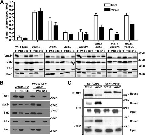 Vps60 Functions Downstream Of Did2 In Promoting Vps4 Mediated Escrt Iii Download Scientific