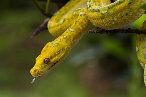 Green Tree Python Morelia Viridis Sur Branche Darbre Serpent Peau Couleur Jaune Photo Premium Green Tree Python Morelia Viridis Sur Branche Darbre Serpent Peau Couleur Jaune Photo Premium