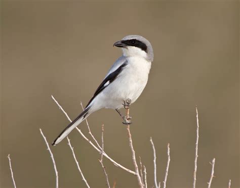 Loggerhead Shrike Facts Habitat Diet Life Cycle Pictures
