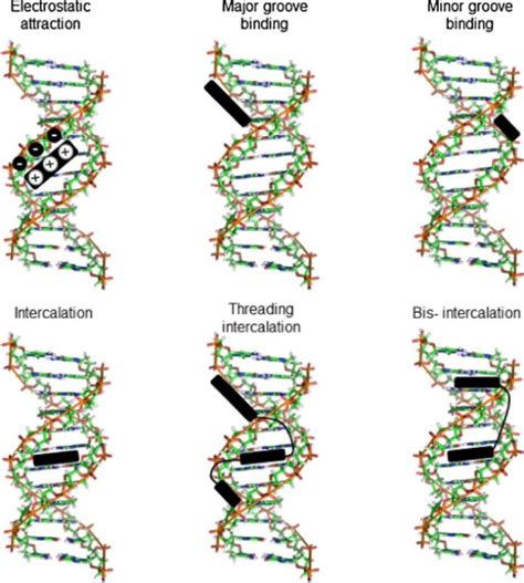 Binding Modes To B Dna Download Scientific Diagram