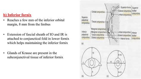 Anatomy Of Conjunctiva Ophthalmology Slides Pptx