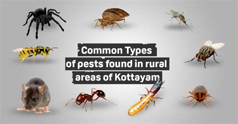 Identify The Types Of Pests Found In Kottayam With DFM India