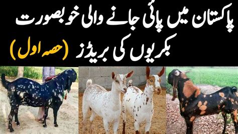 Pakistani Goat Breeds