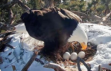 Pair Of Big Bear Bald Eagle Eggs Show Signs Of Hatching Orange County