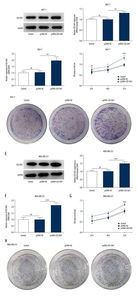 Collagen Type X Alpha 1 Col10a1 Contributes To Cell Proliferation