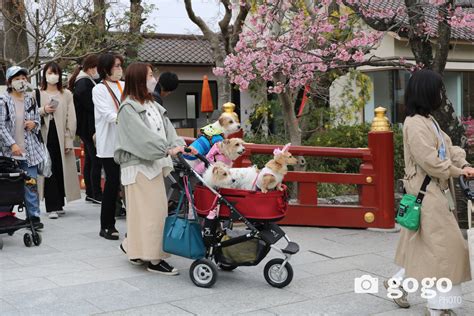Япон ээжийн туршлага Хүүхдүүдээ БАЯРЛАЛАА УУЧЛААРАЙ гэж хэлүүлж сургахыг чухалчилдаг