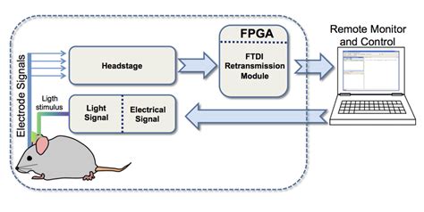 In Vivo Closed Loop Optogenetic Setup Download Scientific Diagram