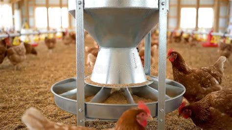Poultry Farm Interior With Automatic Feeder System And Brown Chickens